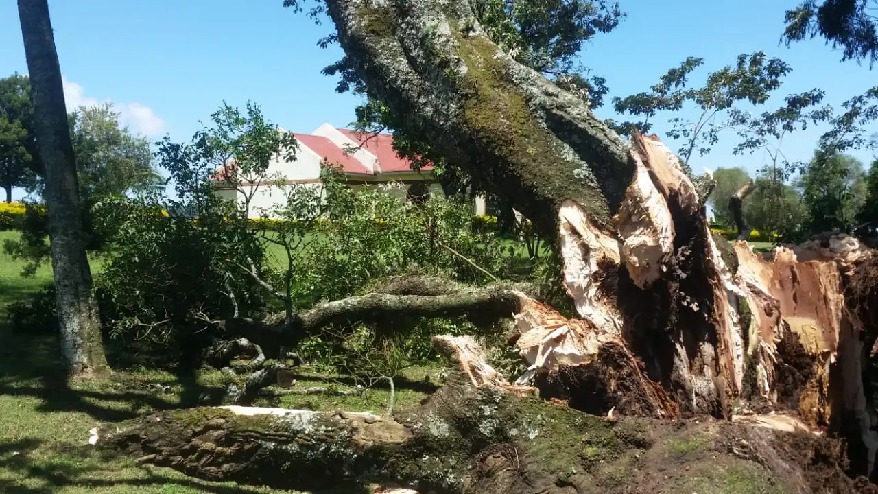 300-year-old ‘sacred’ tree falls in Nandi - Newsunplug Kenya